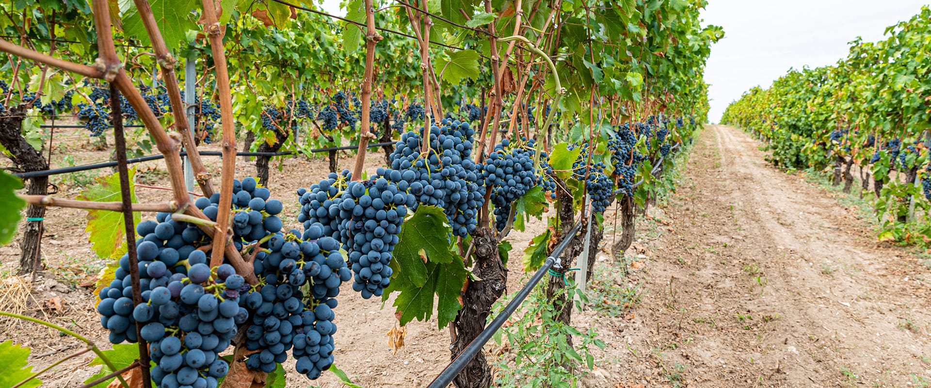 I nostri vigneti – Azienda Agricola Santa Lucia
